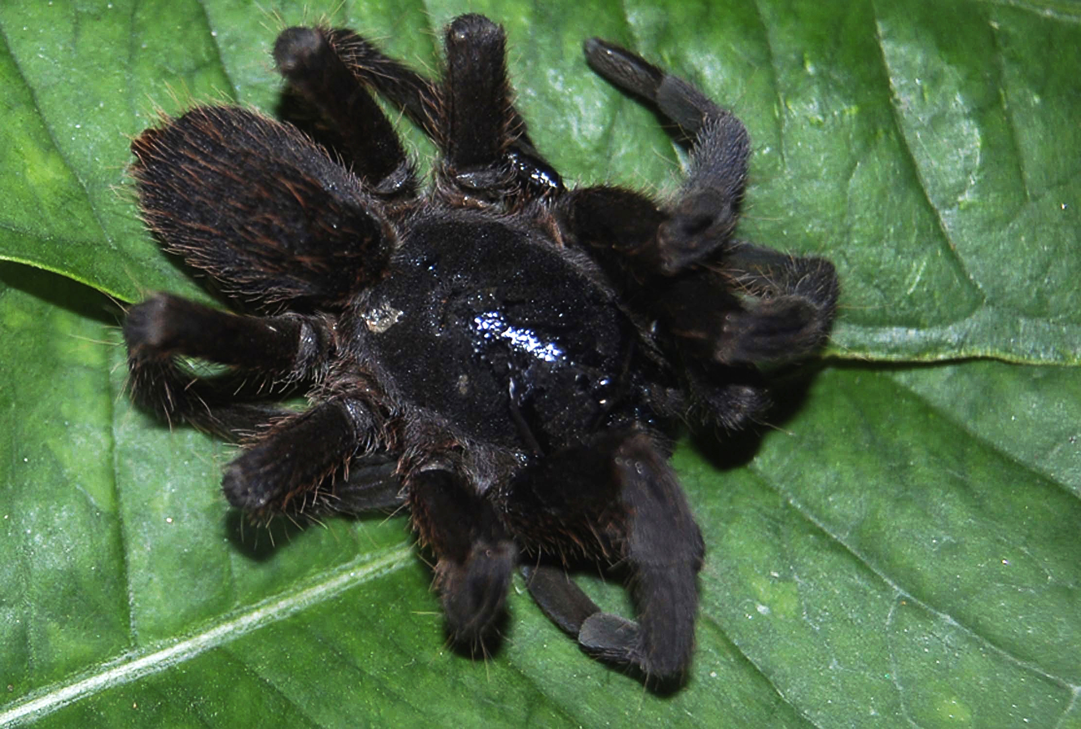 Livsfarliga spindlar skapar panik i Indien