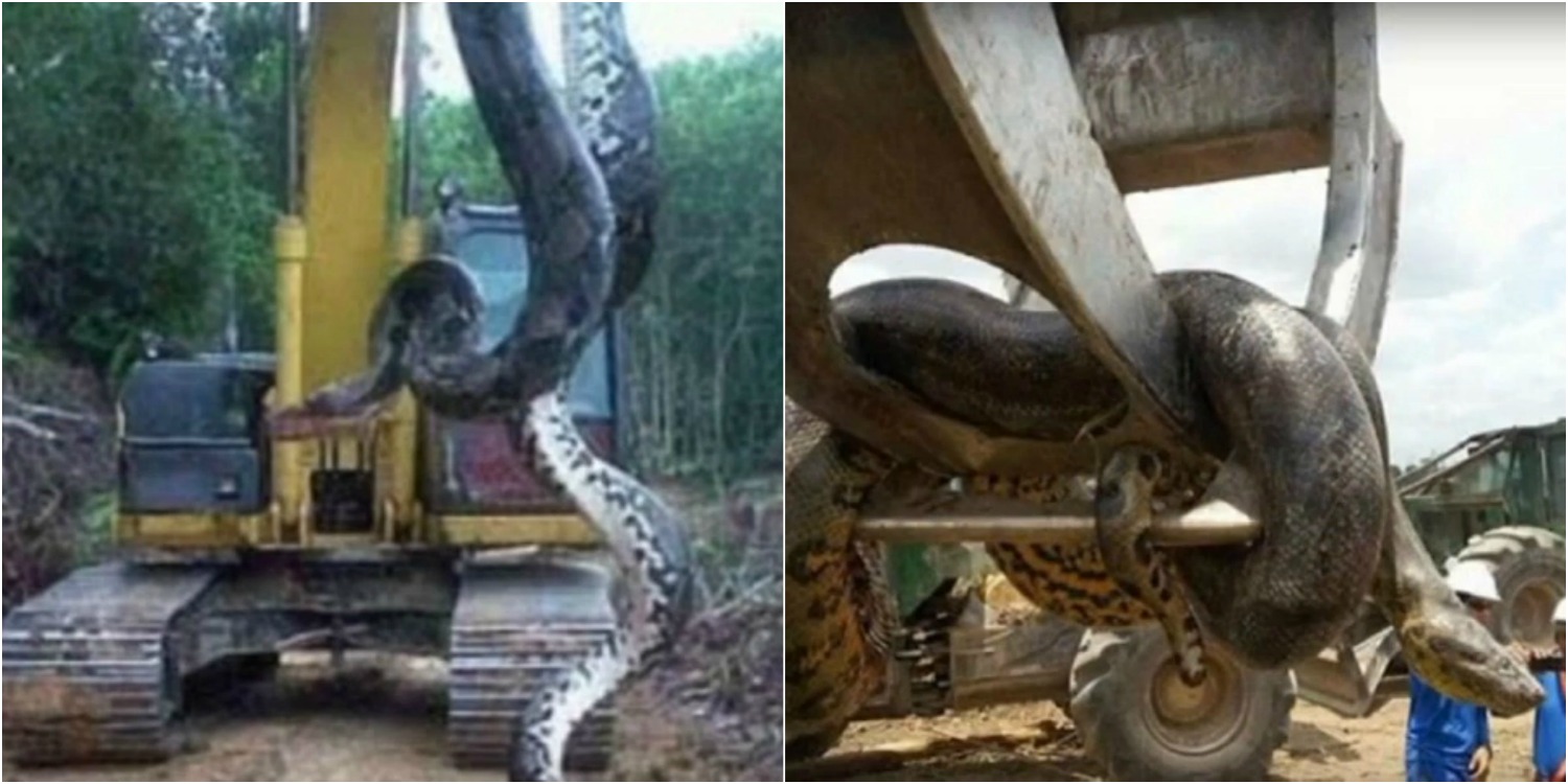 Gigantisk anaconda hittad – är detta världens största orm någonsin?