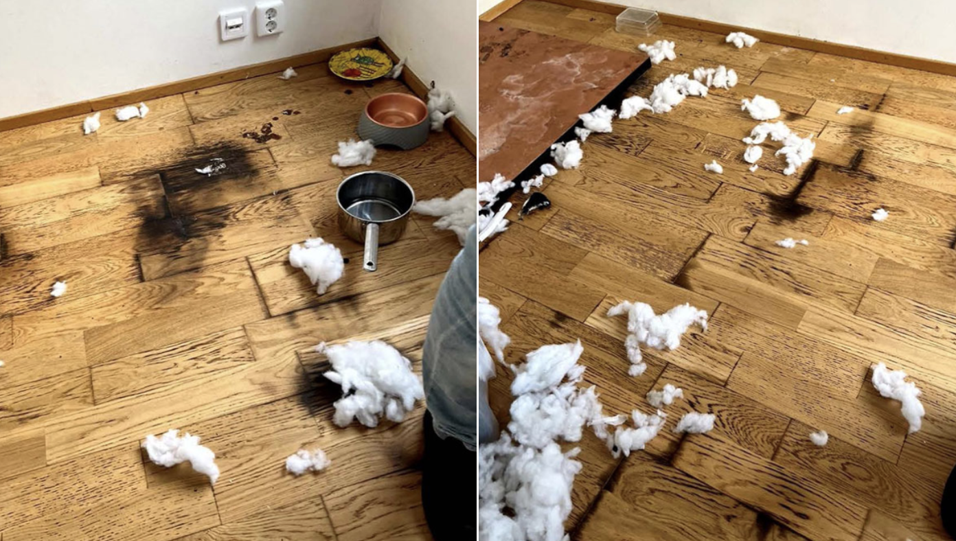 Ung man lät husdjur kissa och bajsa inne – förstörde helt ny lägenhet