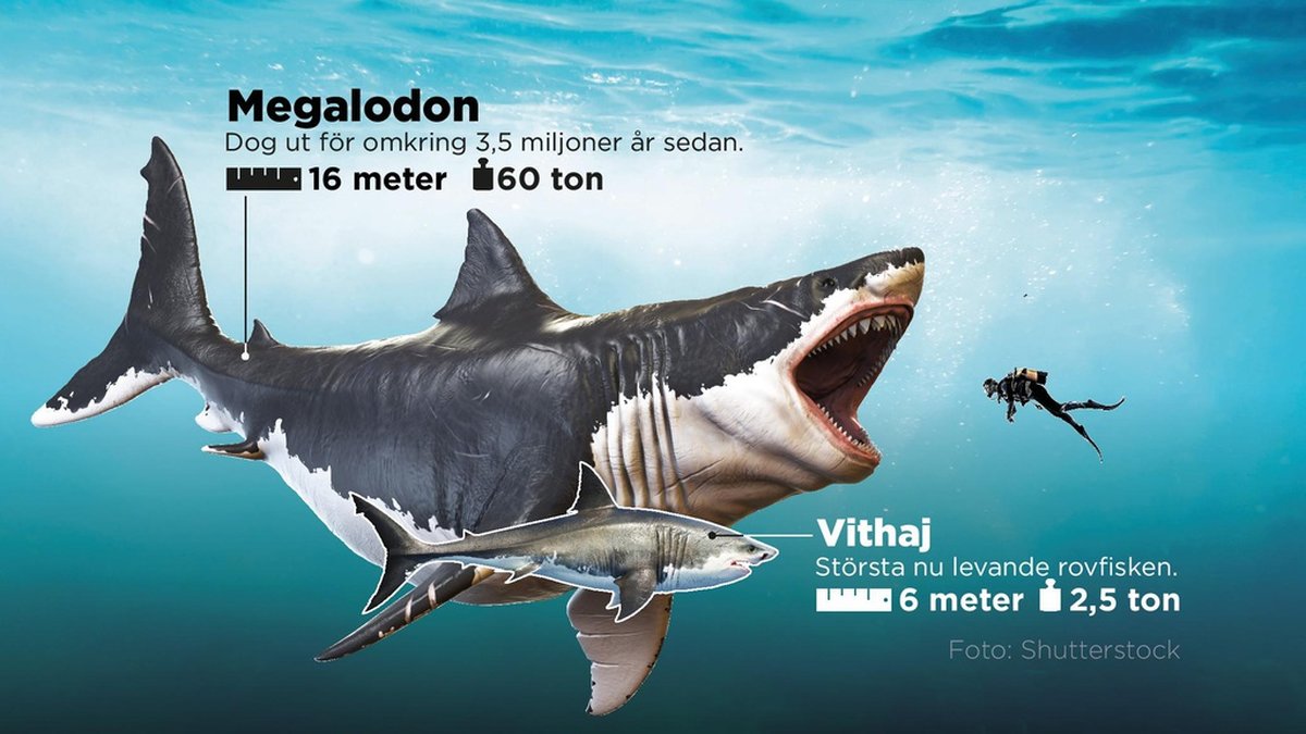Forskning visar: Megahajen var varmblodig