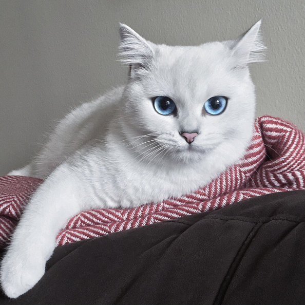 Låt oss presentera Coby – världens sötaste katt