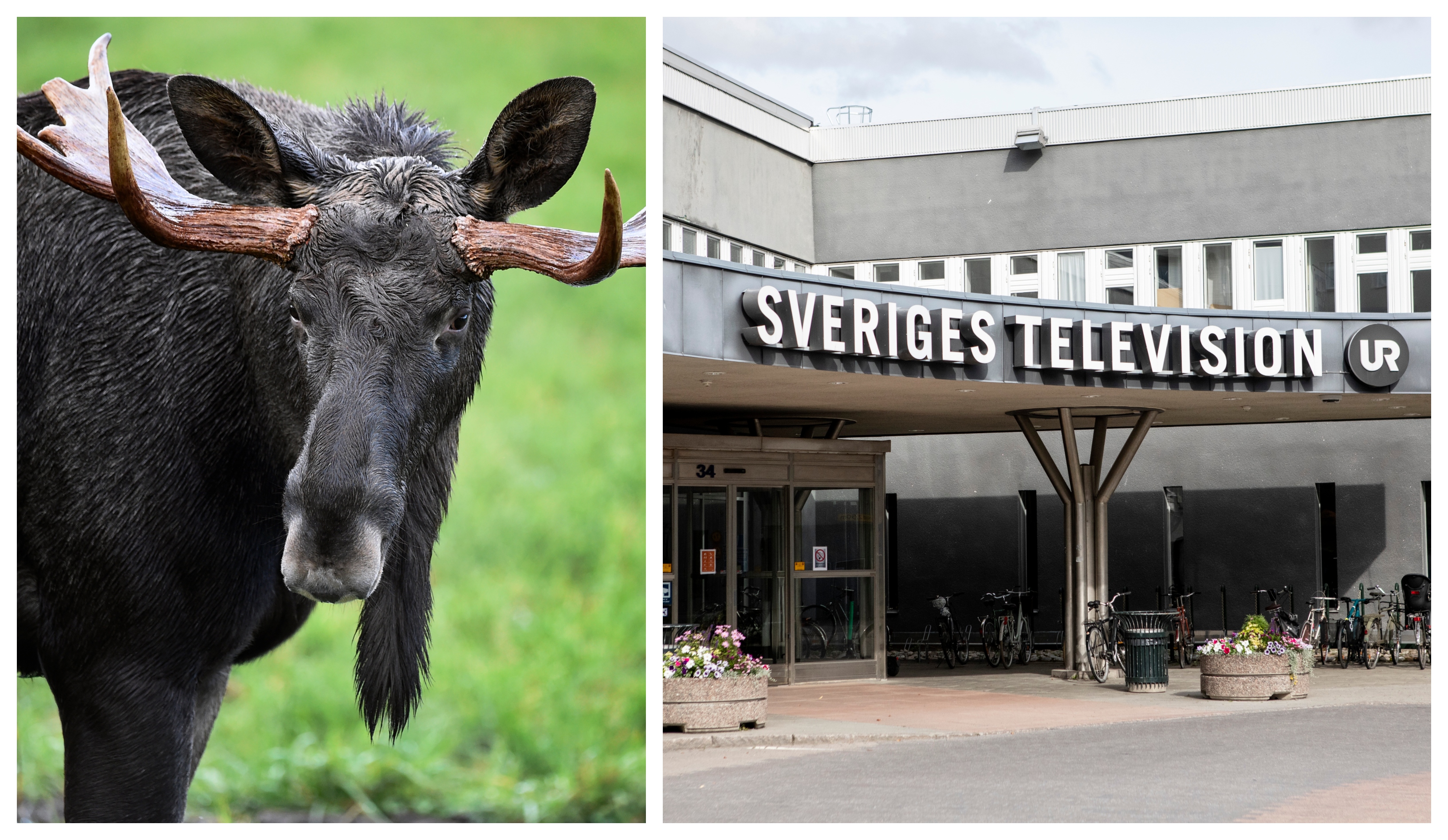 Nya beskedet om SVT:s Den stora älgvandringen: "Så oerhört..."