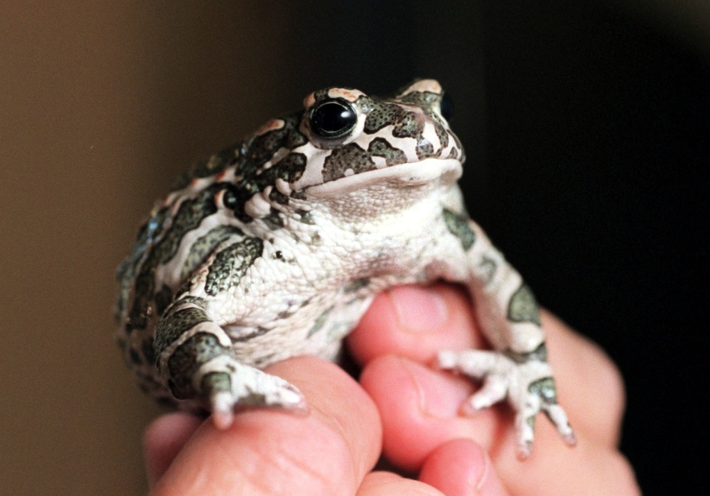 Uppmaningen: Plåta en padda