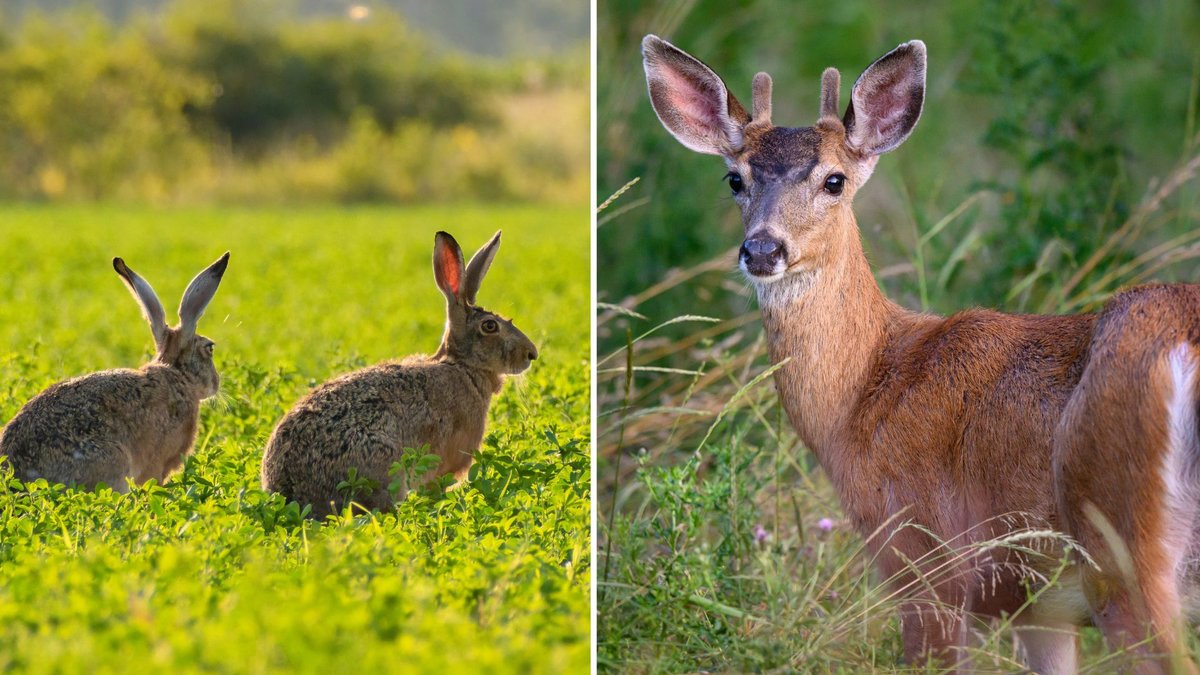 Håll stora skadedjur borta från trädgården – 6 enkla knep