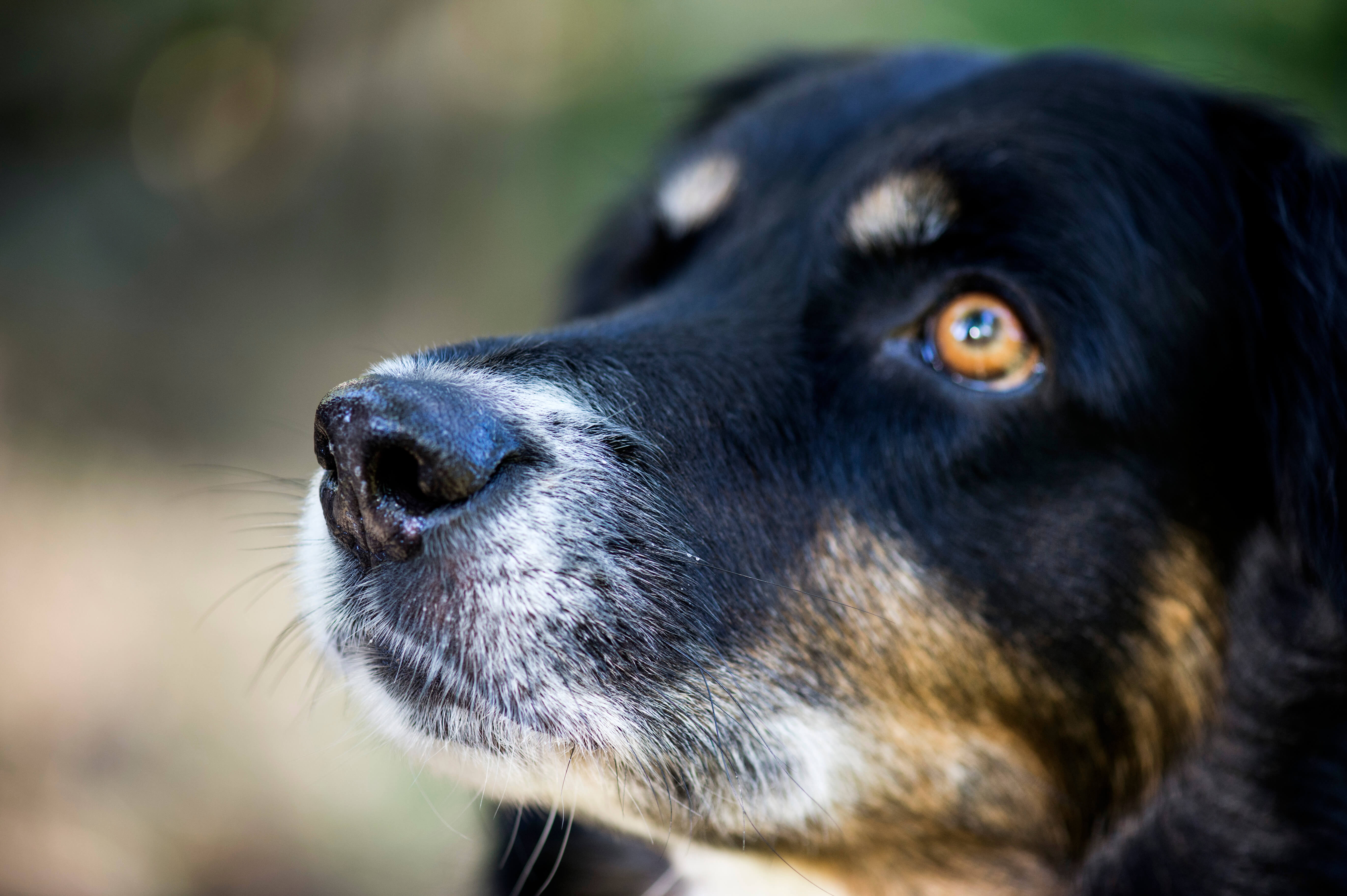 Därför tittar din hund på dig när den bajsar