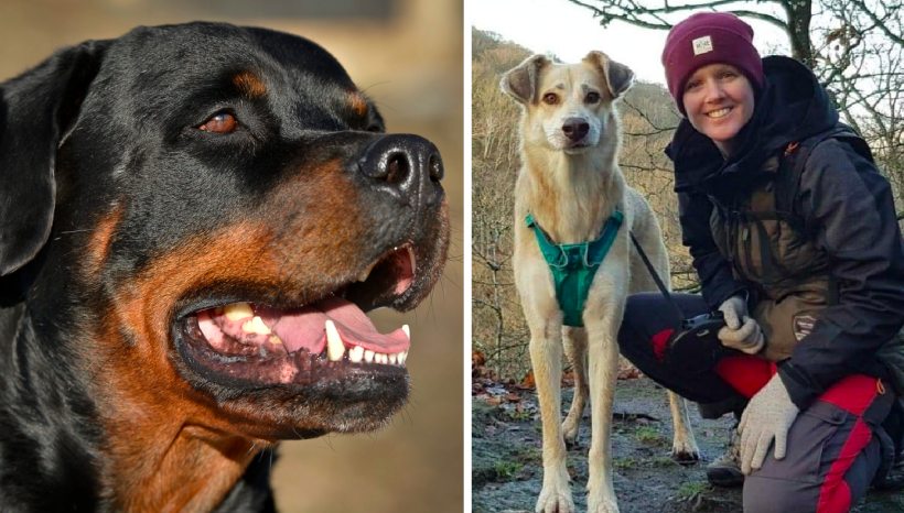 Hundpsykologens svar – därför kan hundar bita barn: "Varnar alltid innan"