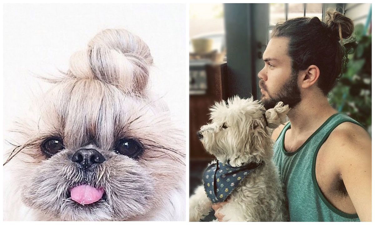 19 hundar som rockar dog buns bättre än alla man buns där ute