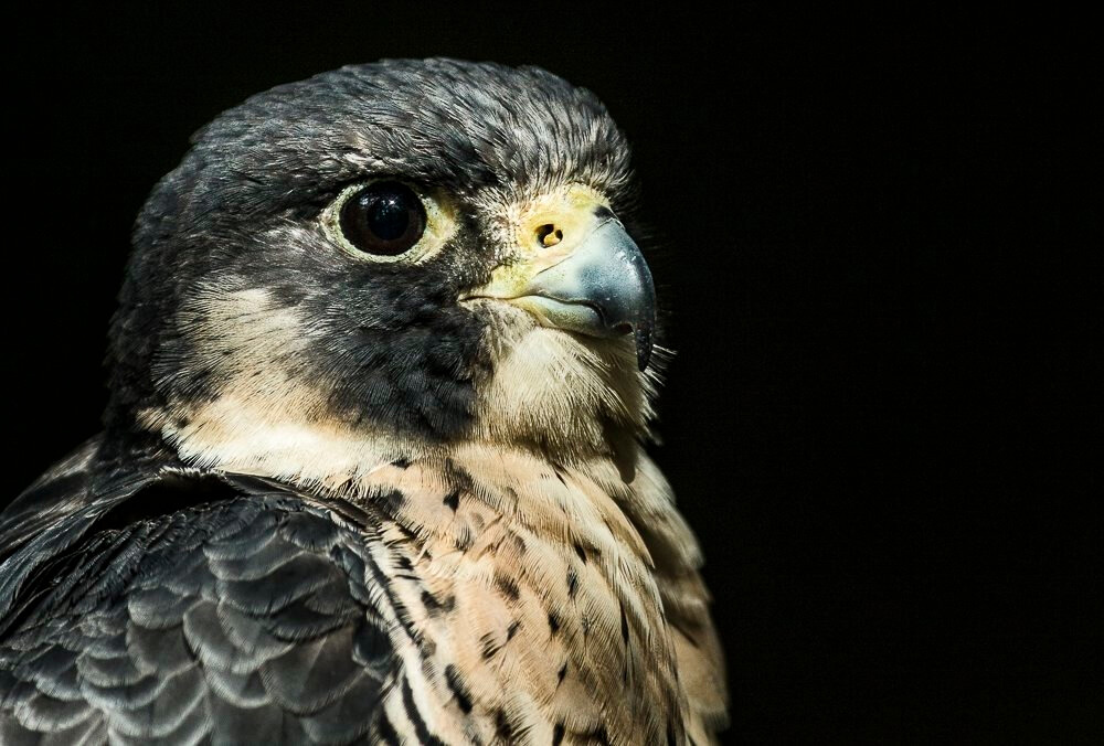 Falk från Sverige kidnappades – släpptes mot lösen i Marocko