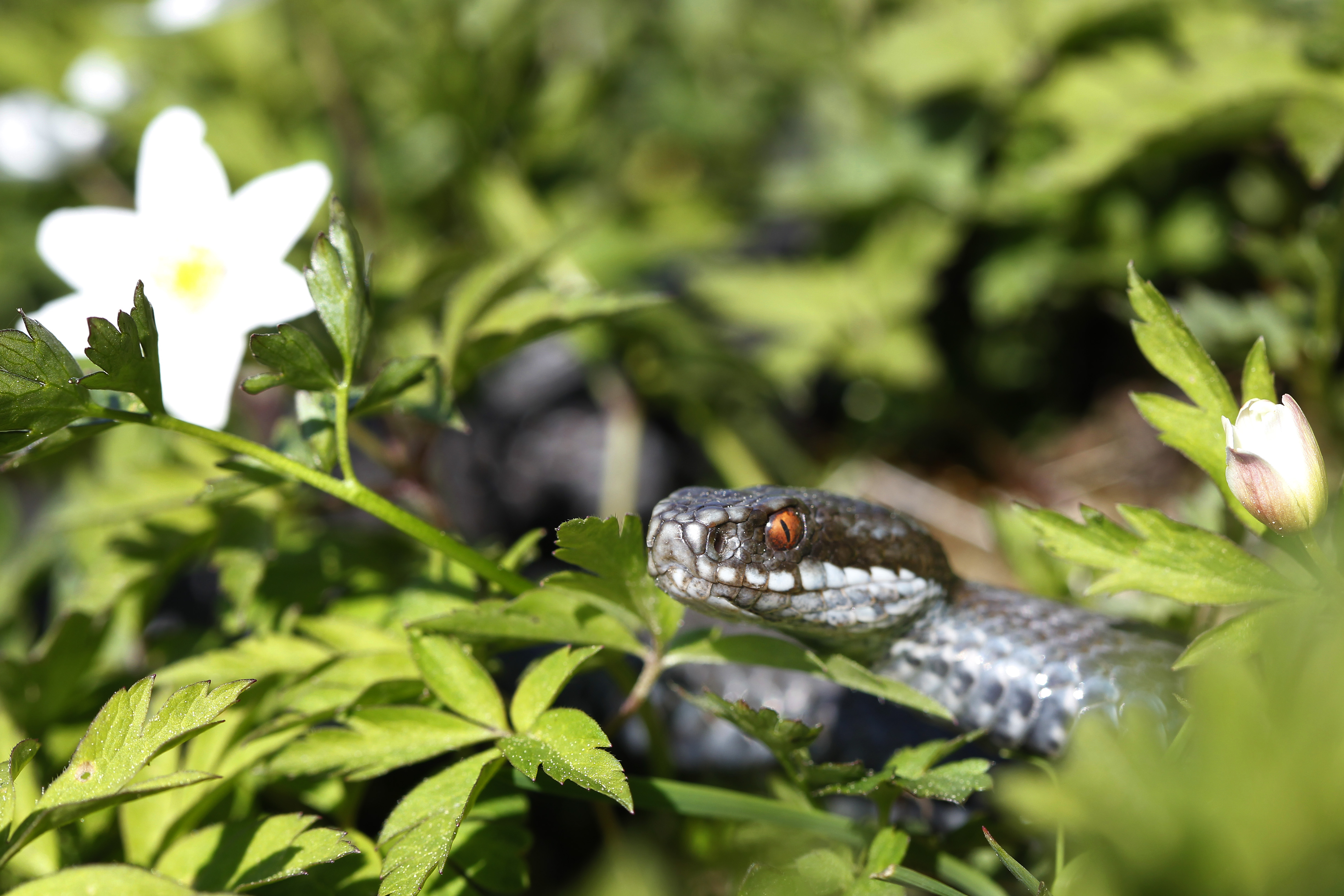 Vad gör man om man blir biten av en huggorm