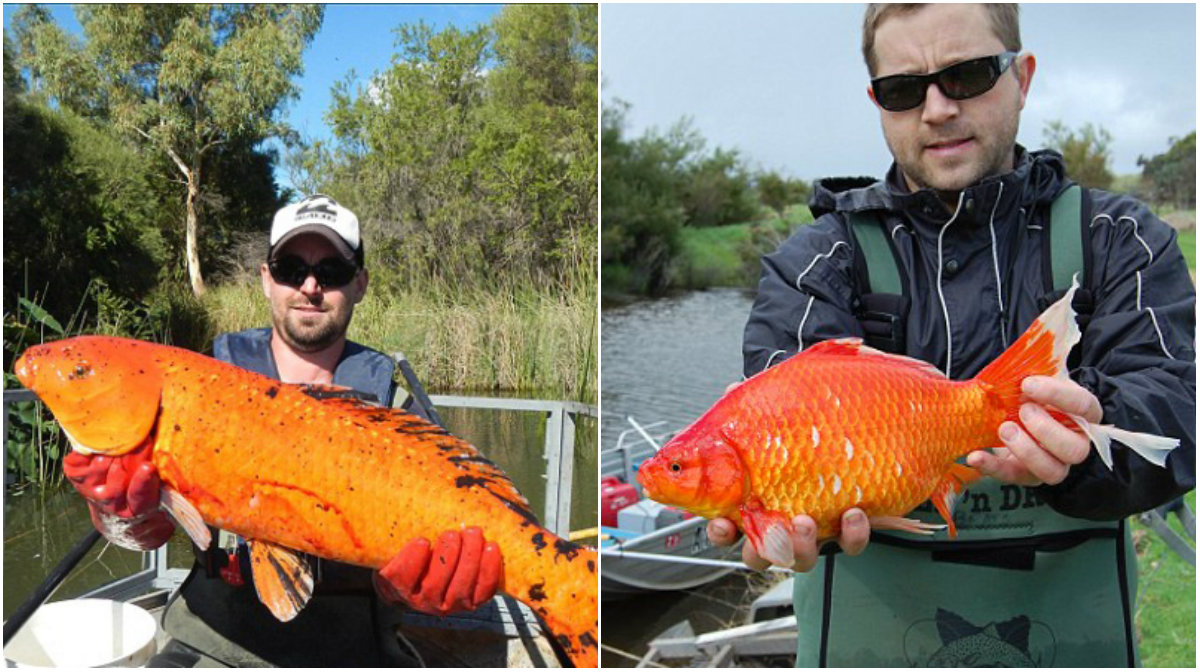 Guldfiskar - Nyheter, artiklar, reportage och video - Nyheter24