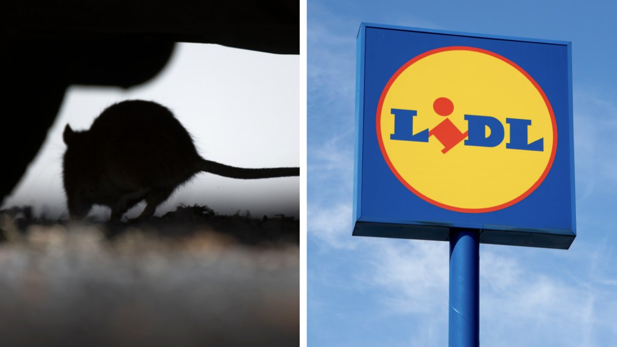 Ännu en Lidl-butik drabbad av skadedjur – hittade avföring vid chipsen