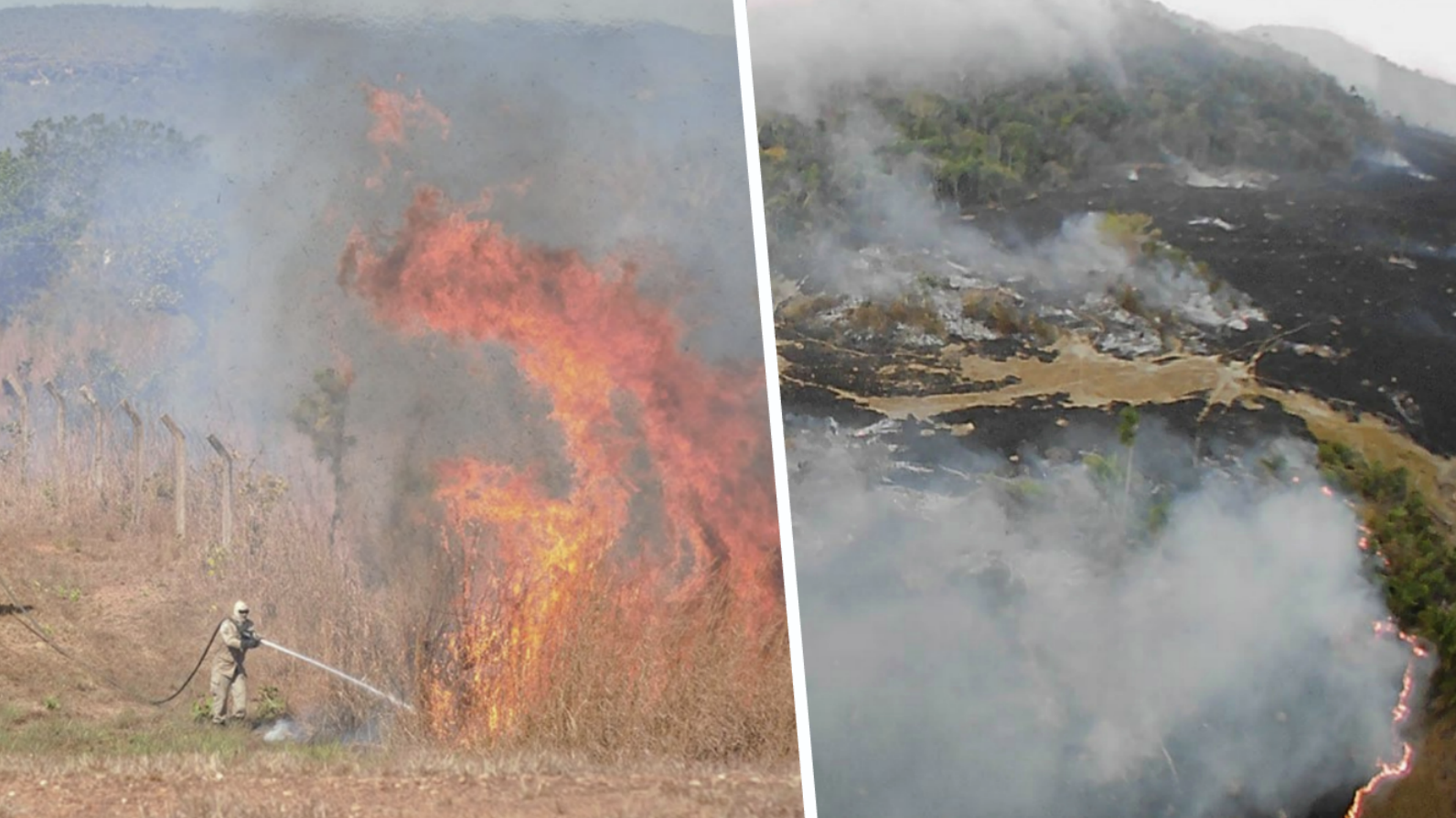 Regnskogen i Amazonas brinner – rekordmånga bränder 2019