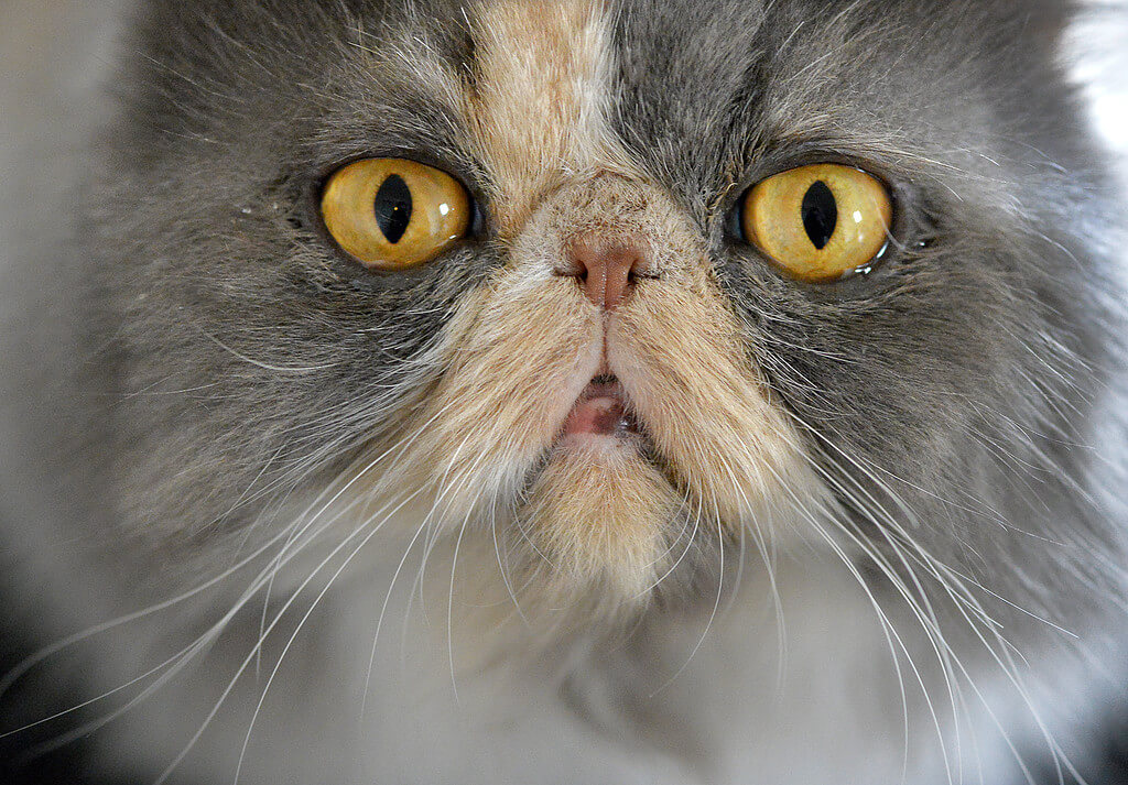 17 intressanta saker alla kattälskare måste veta om katter