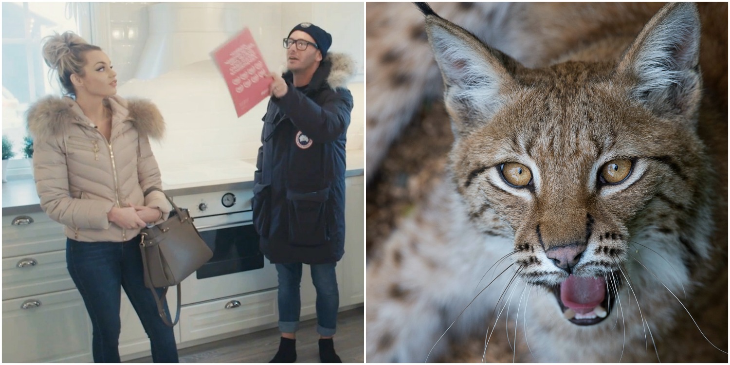 Jockiboi har problem med nya huset: Det är ett lodjur i fläkten