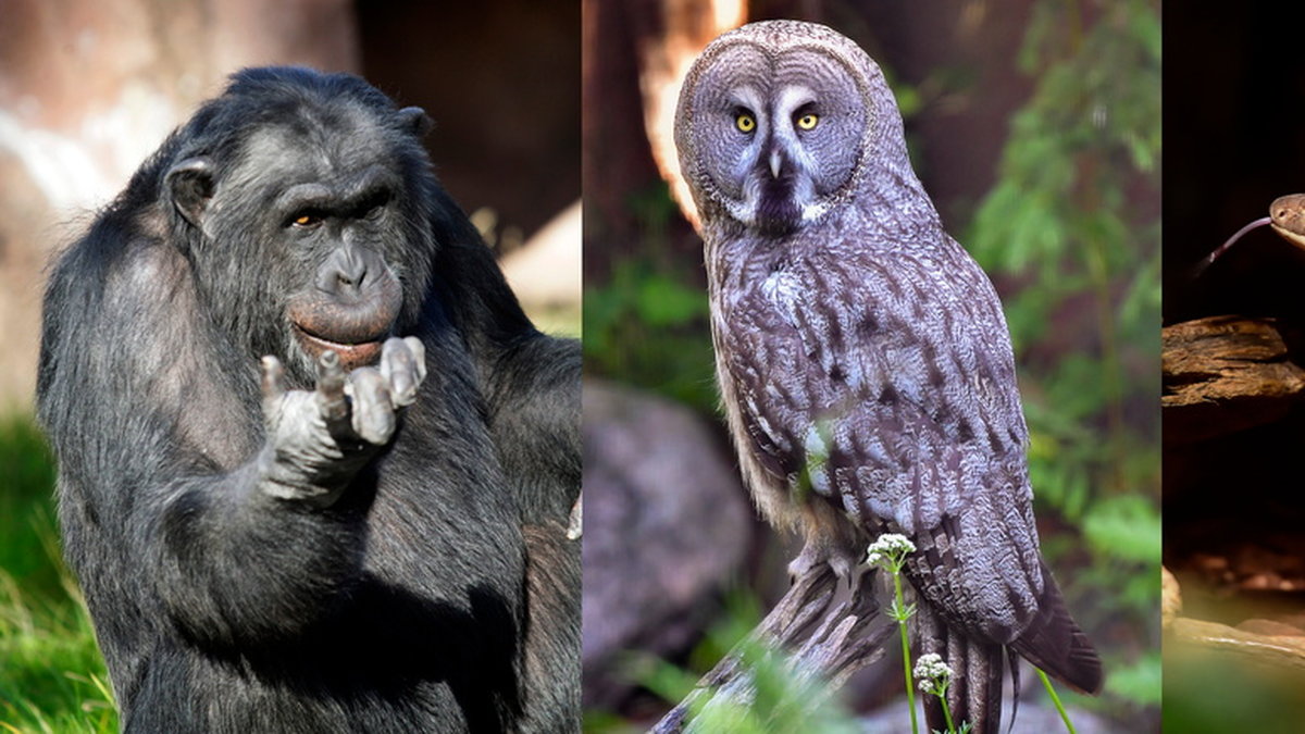 Djurparksbranschen: "Slumpmässiga händelser"