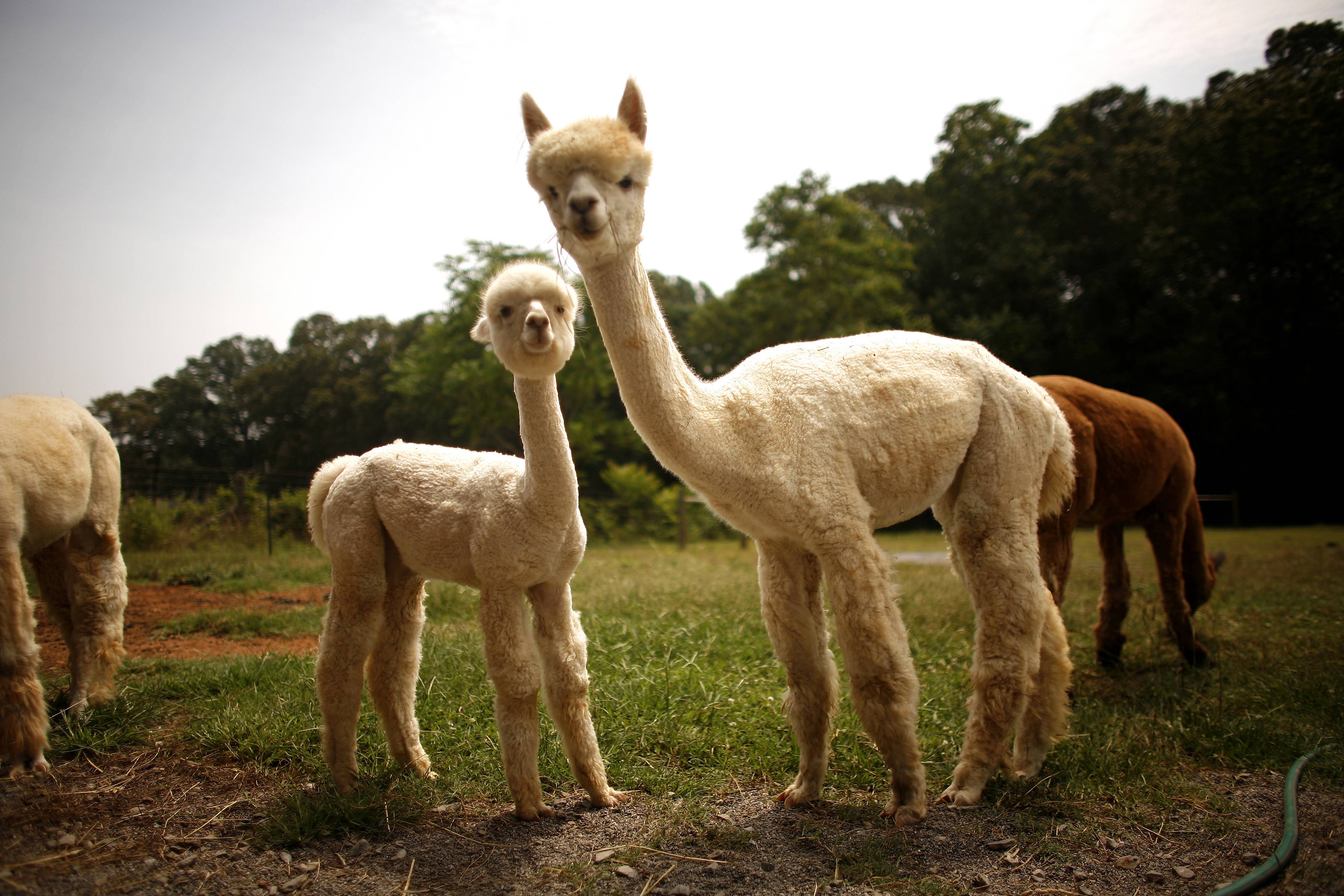 Kameler och lama på rymmen