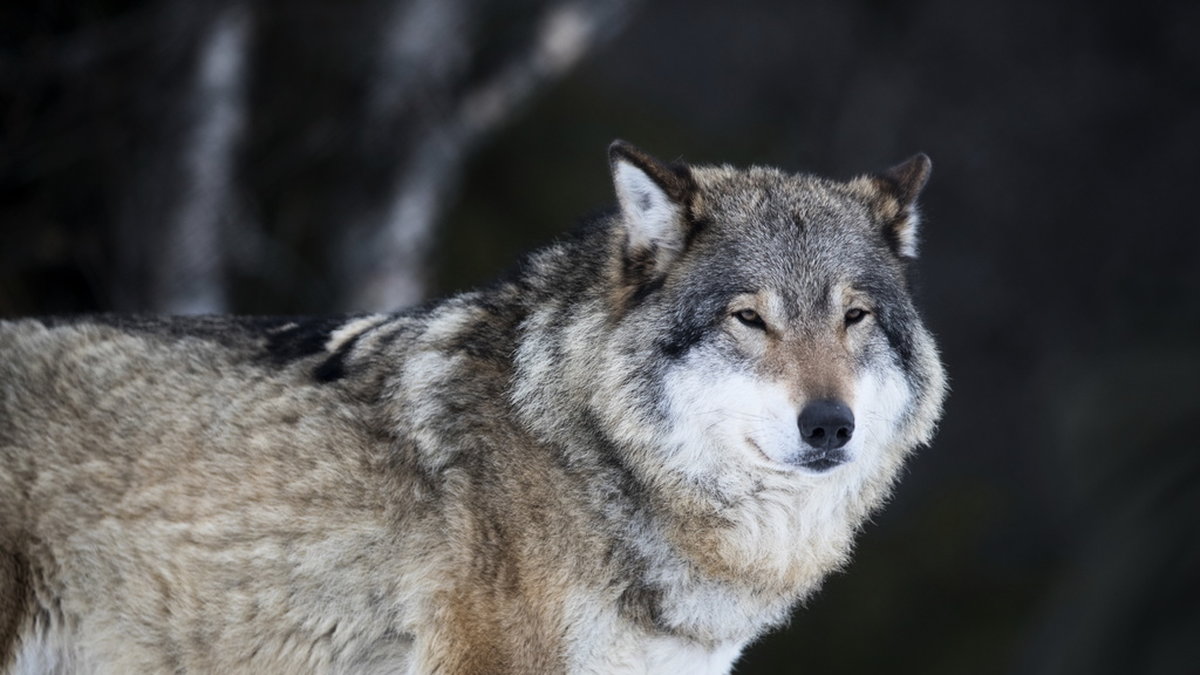 Nio får dödade av varg i Töreboda