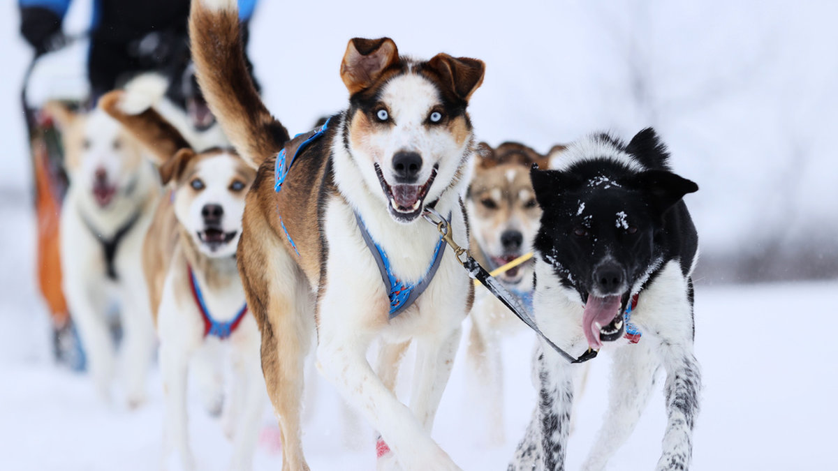 Draghundar vanvårdas – måste avlivas