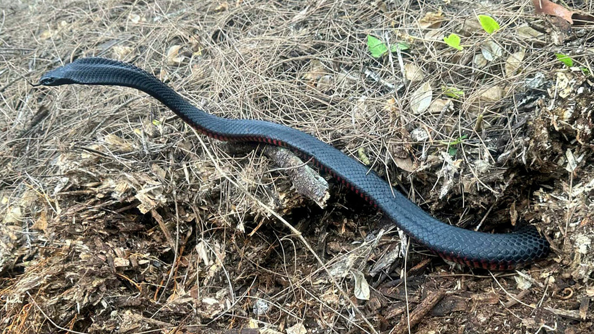 Man hittade 102 giftiga ormar i sin kompost