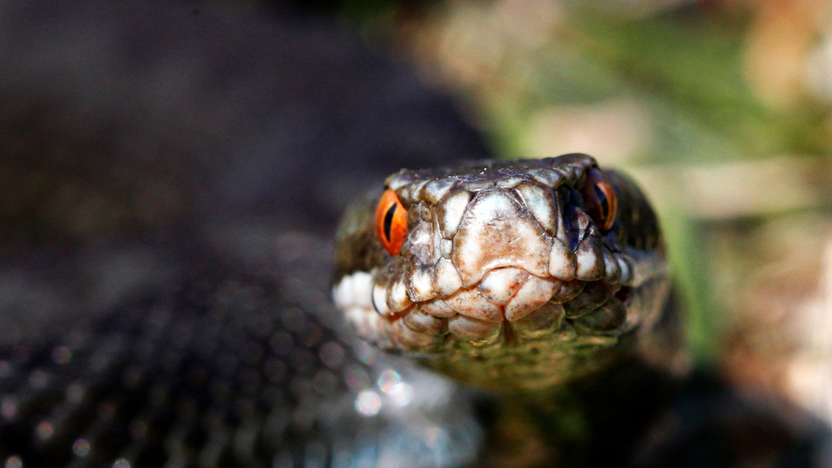 Ormbiten man hittad död – polisen utreder