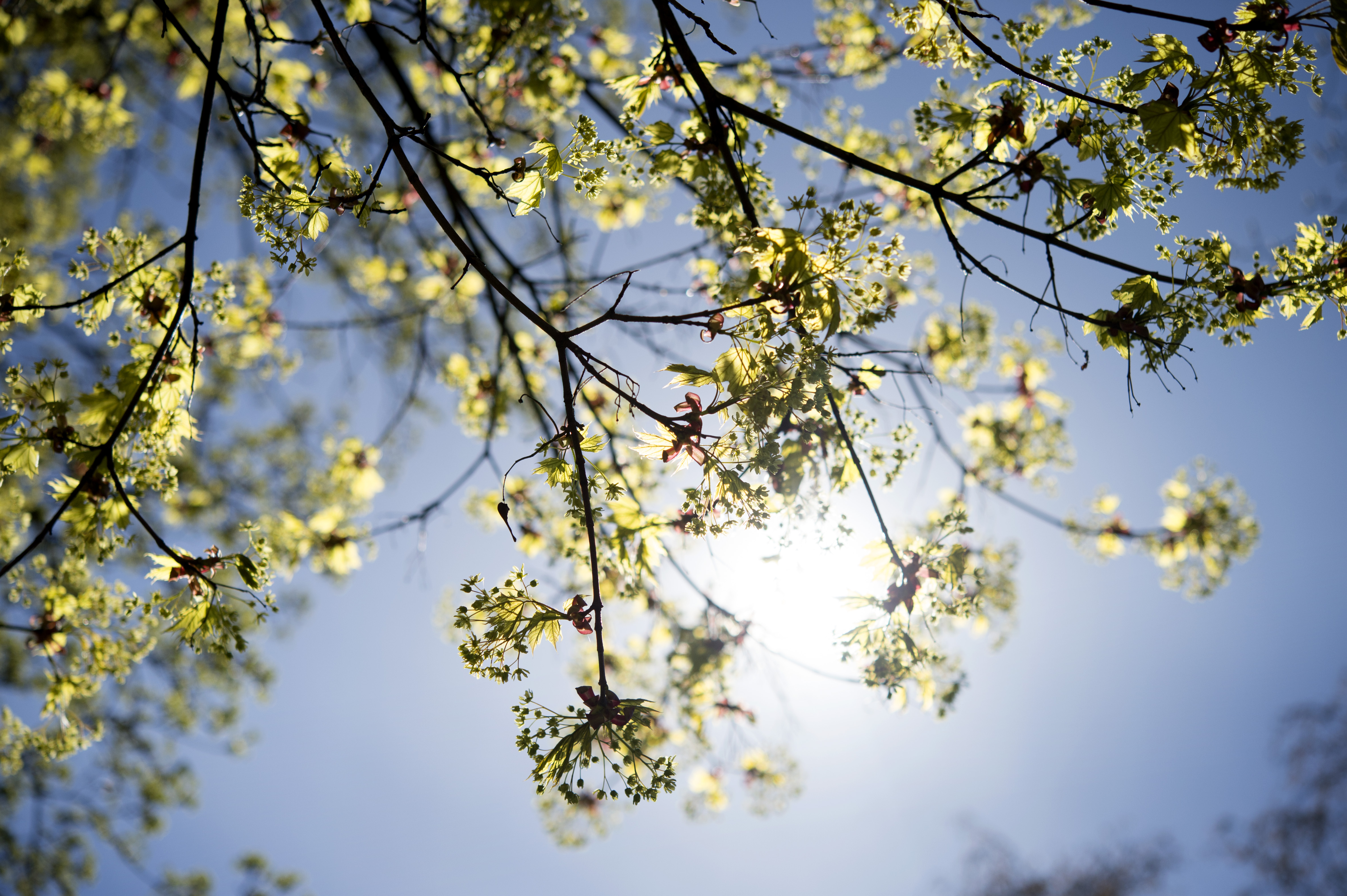 15 bilder som visar hur magiskt vackert ett år i Sverige kan vara