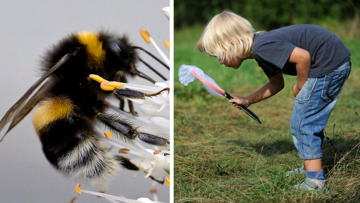 Akut läge för humlan – nu uppmanas svenskarna göra tre saker