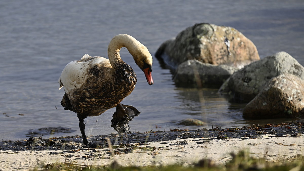 Mardrömsscenariot: "All olja har sjunkit"