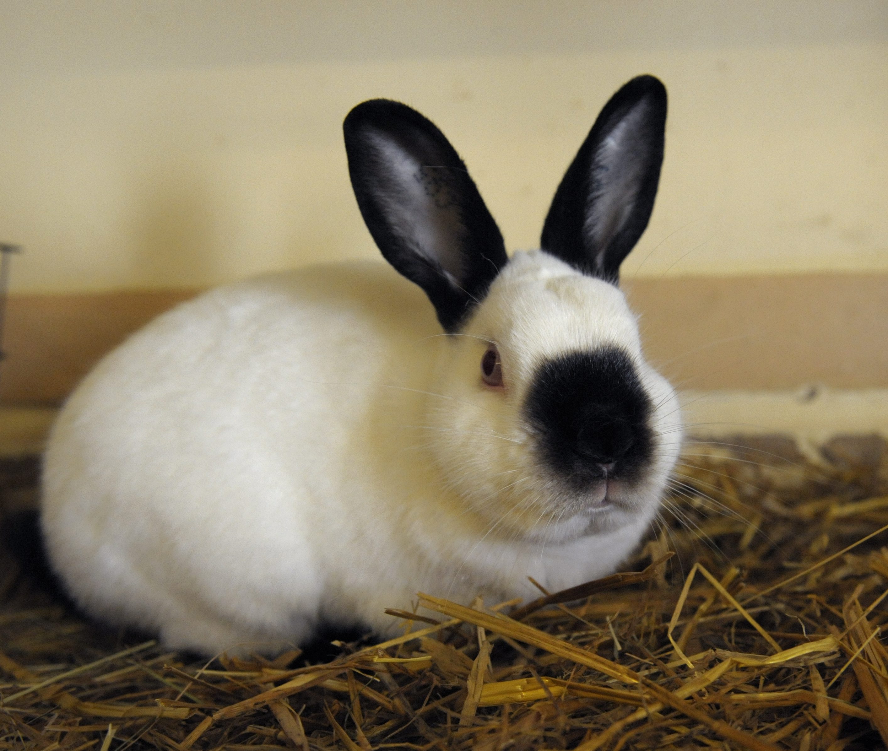 Kaniner på vift gav kaninboom