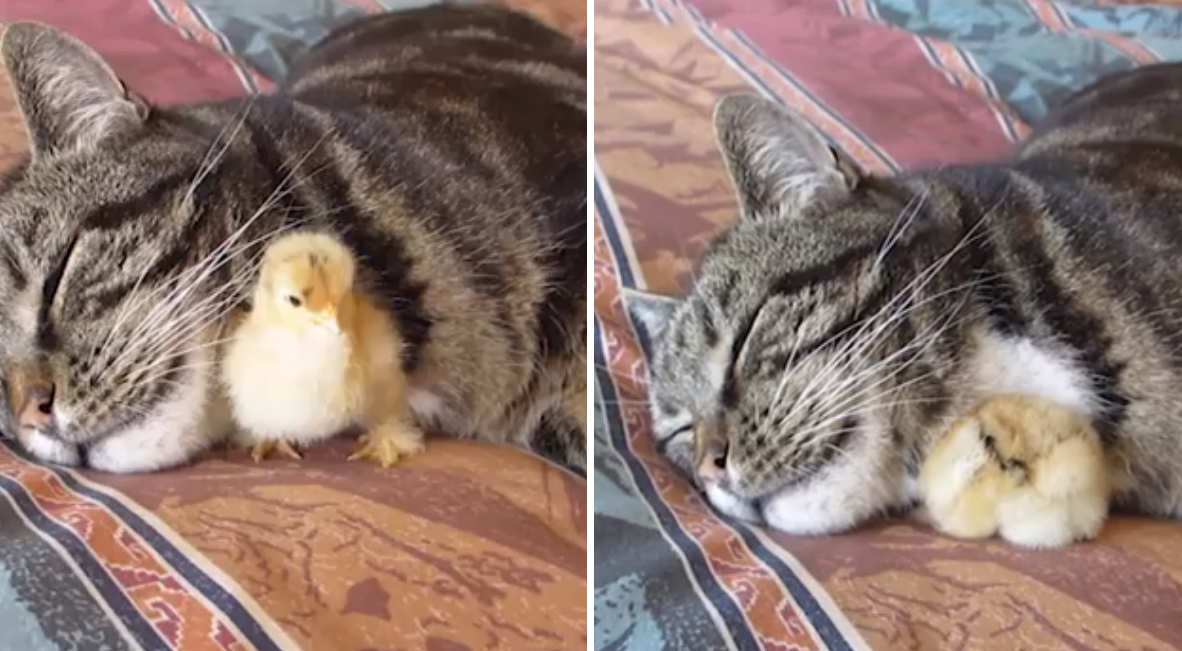 Är detta världens gulligaste katt?