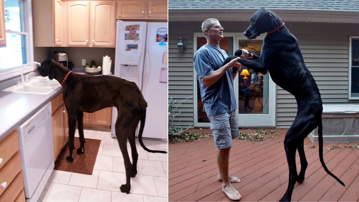 Världens största hund – hur stor är den?