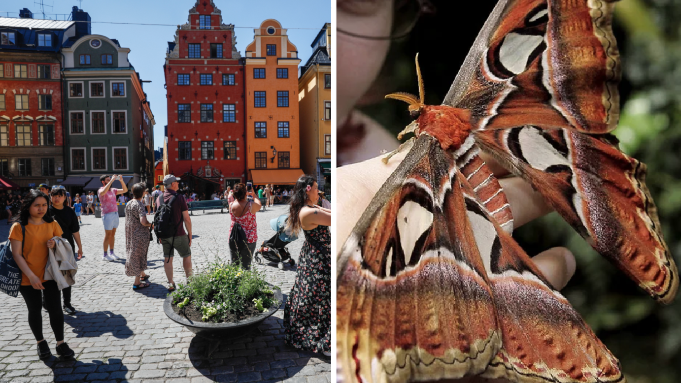Jättefjäril funnen i Gamla stan: "Folk gör konstiga saker"
