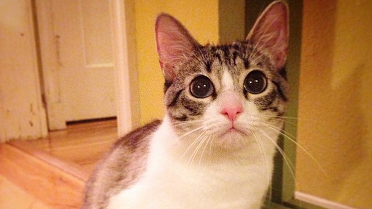 Den här lilla katten har inga framben – är det gulligaste någonsin