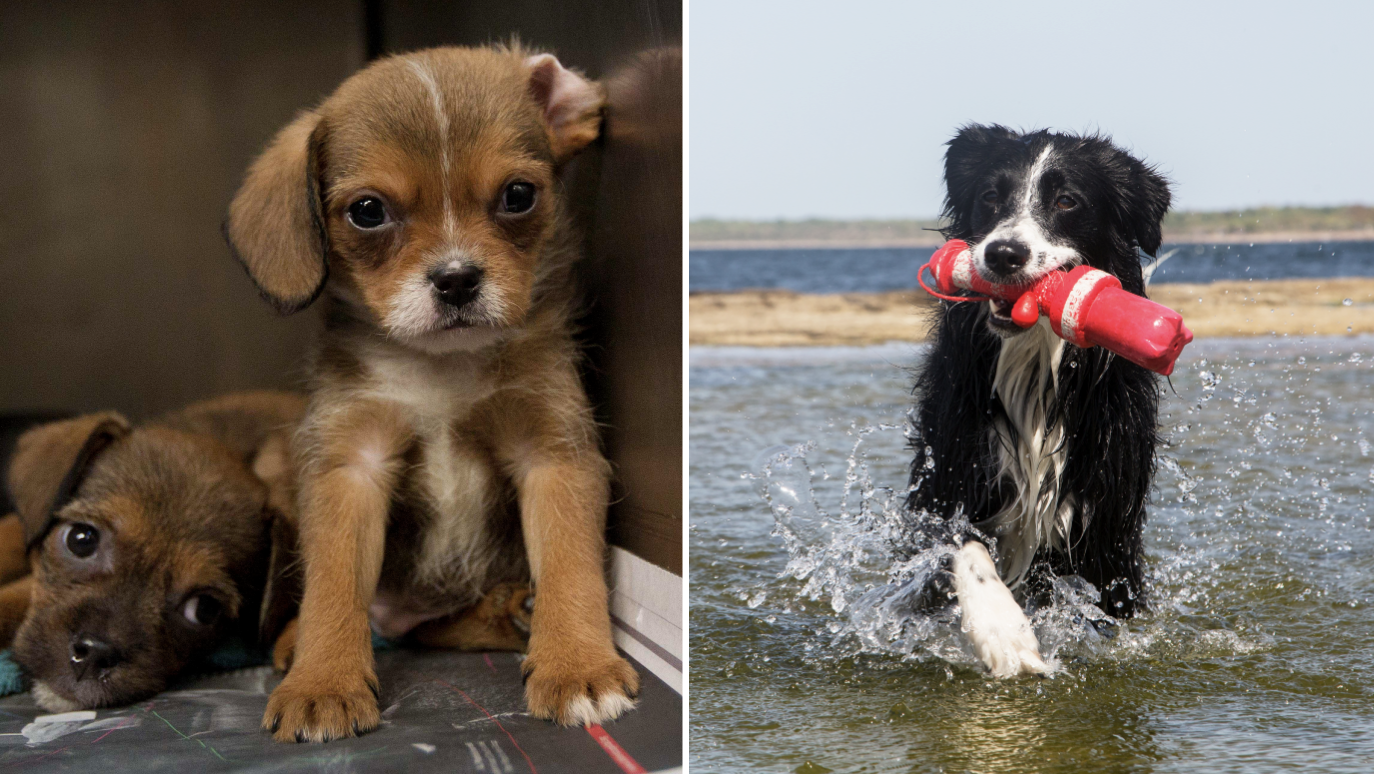 Lista: Här är Sveriges vanligaste hundraser 2021