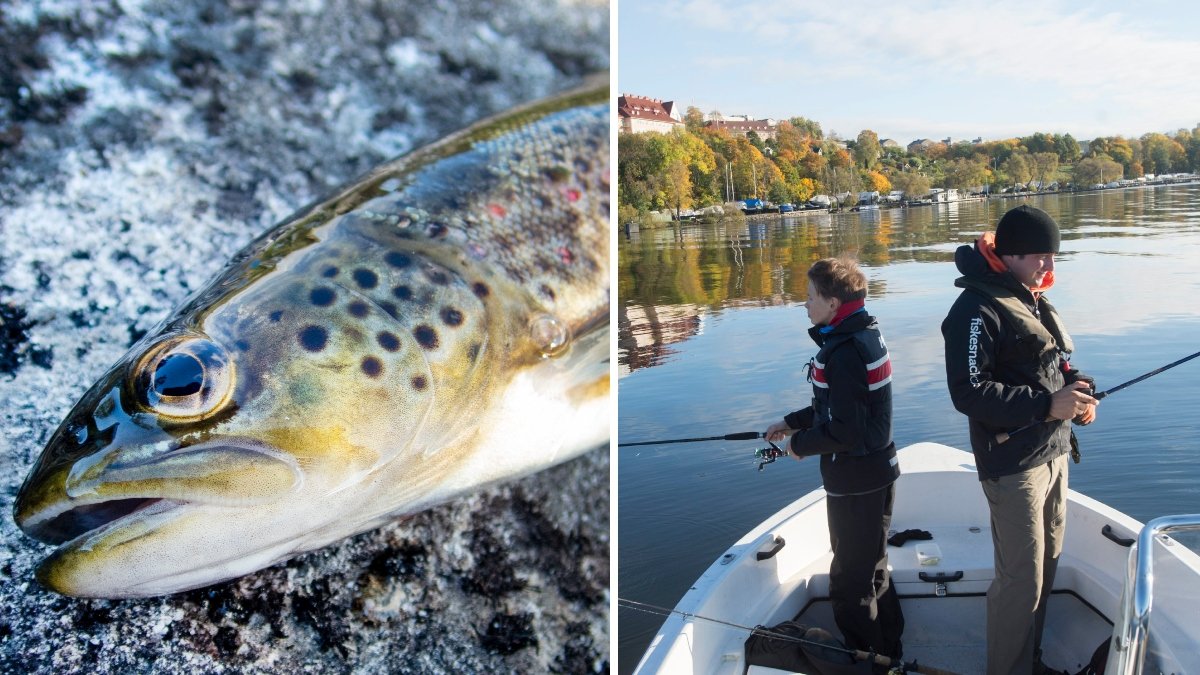Vill du få napp? Fiska här – enligt experten