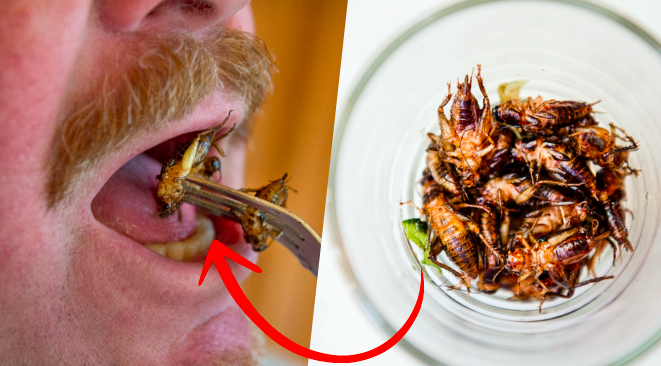 Syrsor till middag? Nu får insekter säljas som mat i Sverige